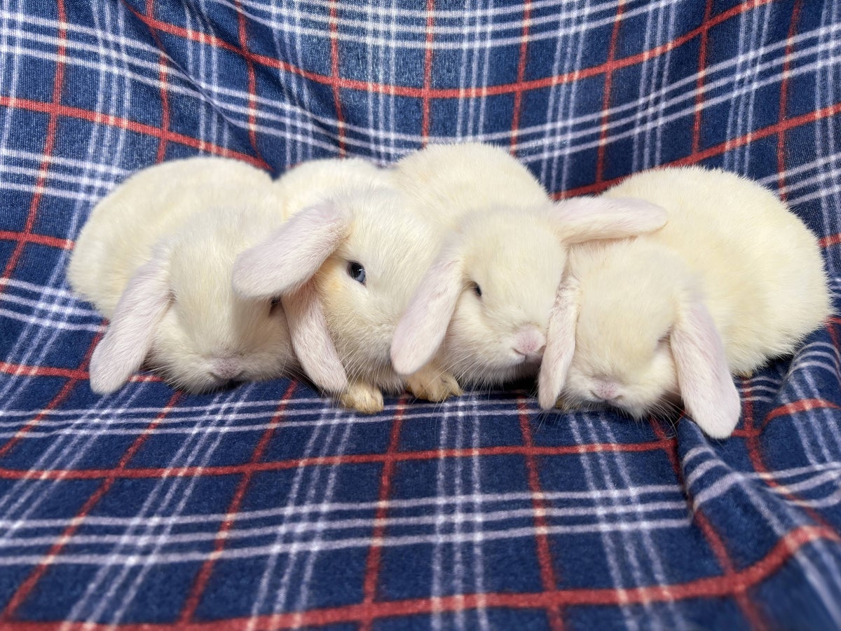 Available Rabbits | Birch & Blossom Rabbitry