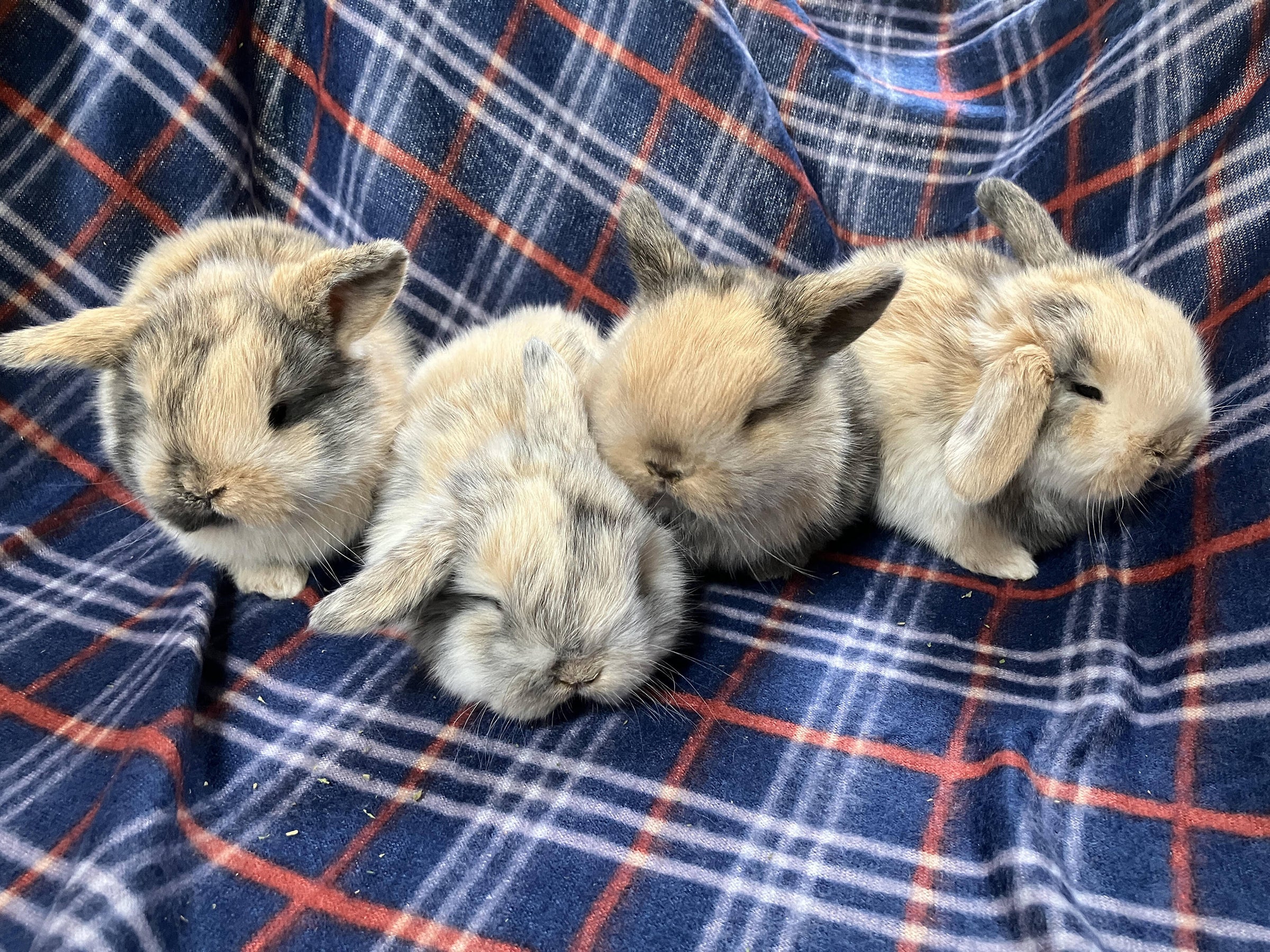 Available Rabbits | Birch & Blossom Rabbitry